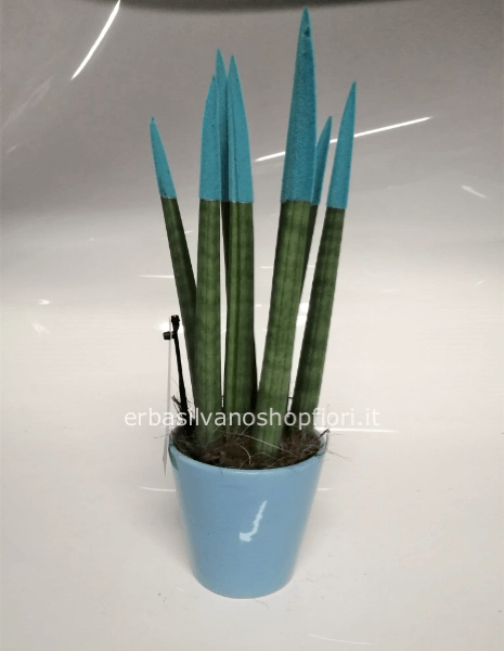 Pianta Sanseveria tubolare con punta colorata » Fiorista a Cavenago ...